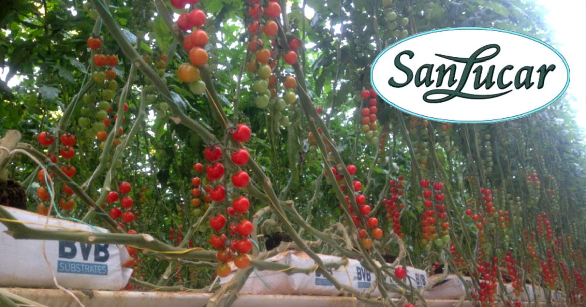 SanLucar remporte le prix de l'impact environnemental en Tunisie ...