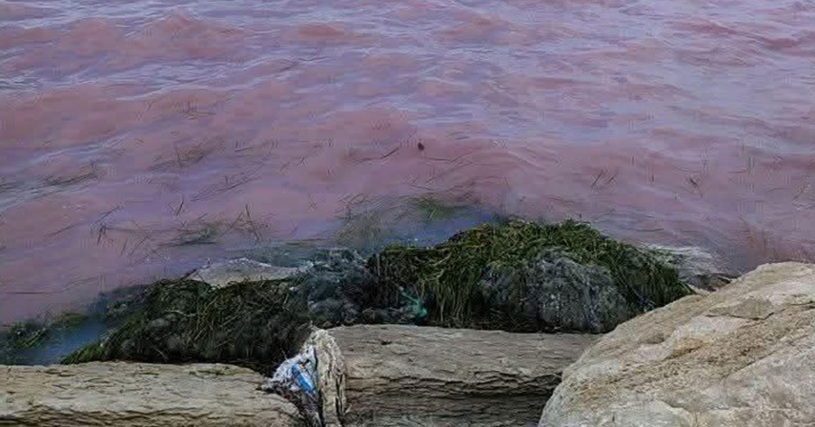 La «marée rouge» à Monastir inquiète les autorités tunisiennes - Kapitalis